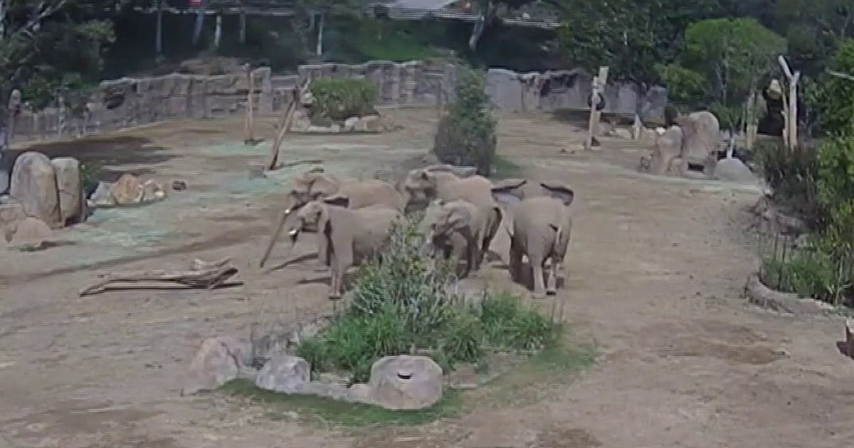 Elephants huddle around young during San Diego earthquake