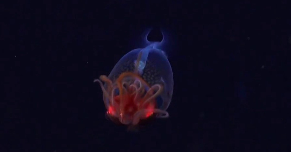 See first-ever video of deep-sea colossal squid