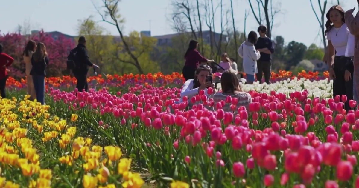 Crowds flock to Michigan town for colorful tulip festival