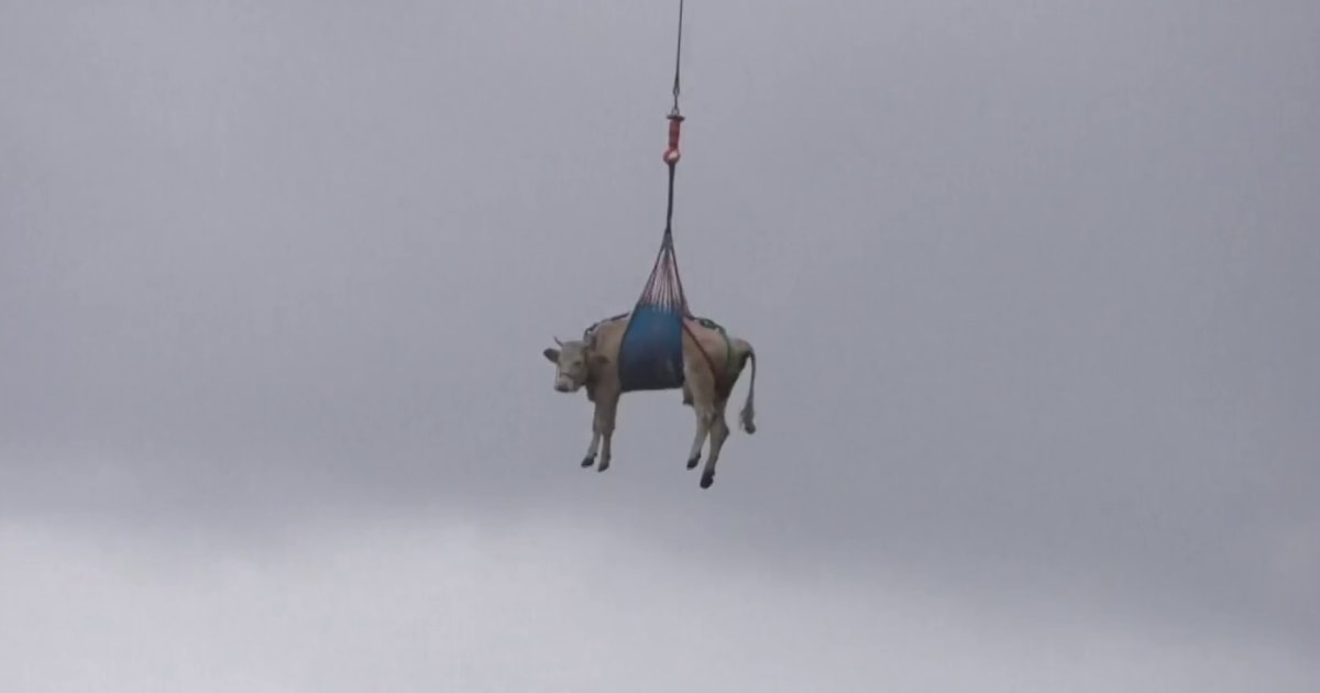 Injured cow airlifted due to landslide threat in Switzerland