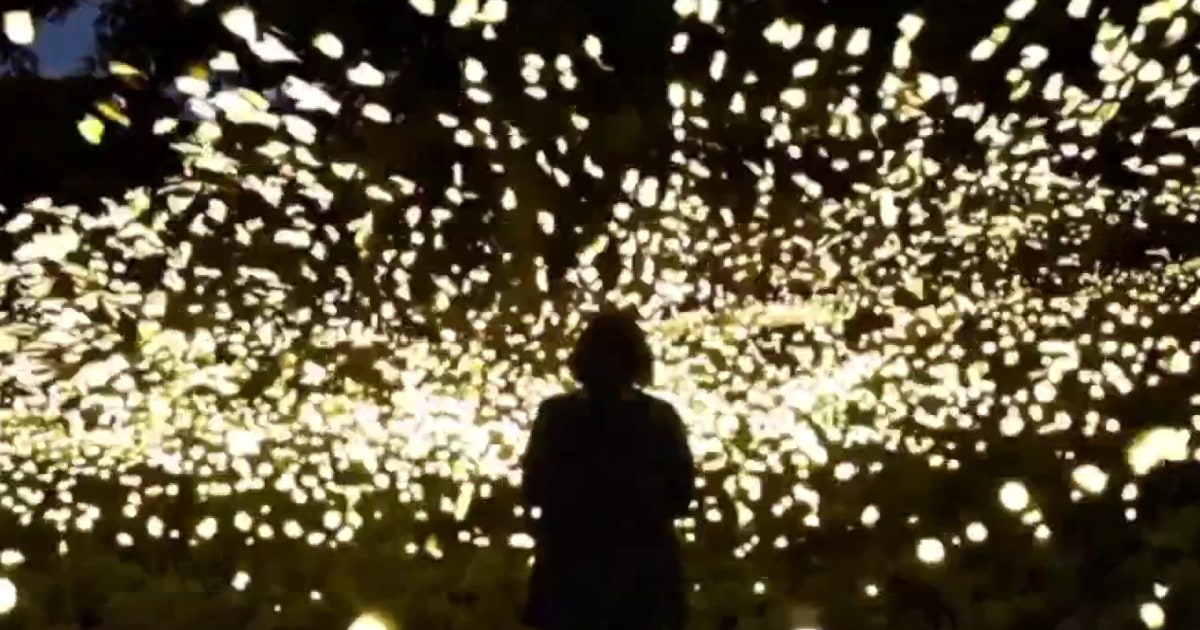 Fireflies Create Spectacular Summer Light Show In South Carolina