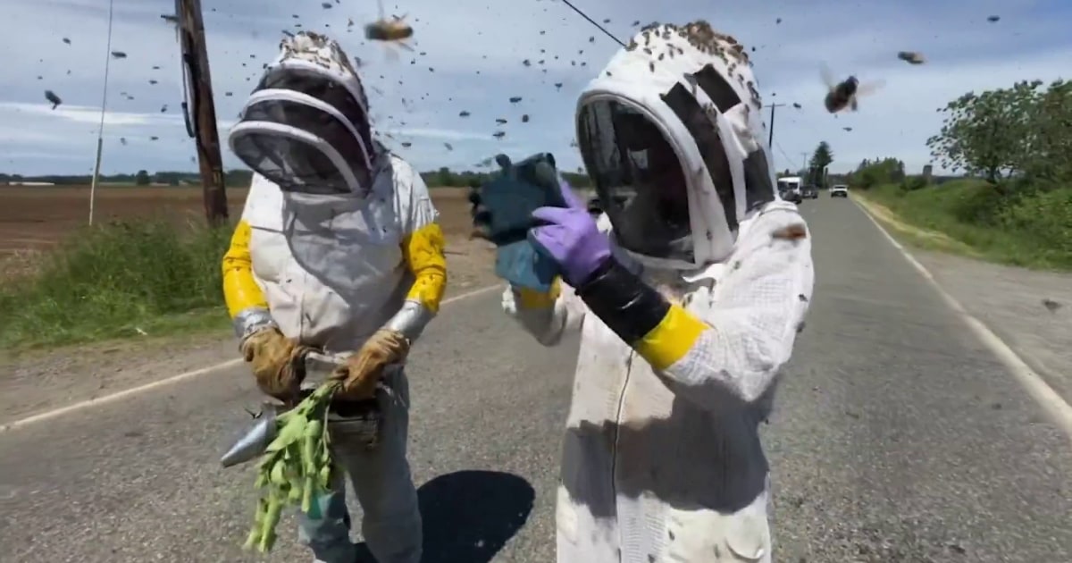 250 Million Bees Escape After Truck Overturns in Washington