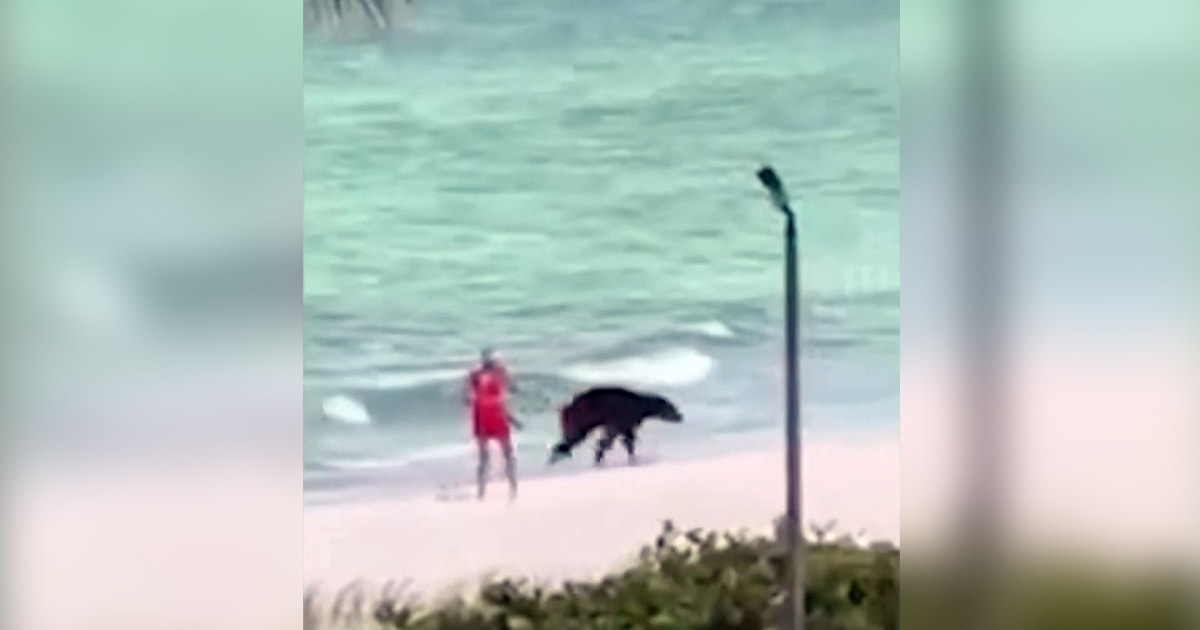 Bear Enjoys Beach Day Before Wandering Into Florida Condo
