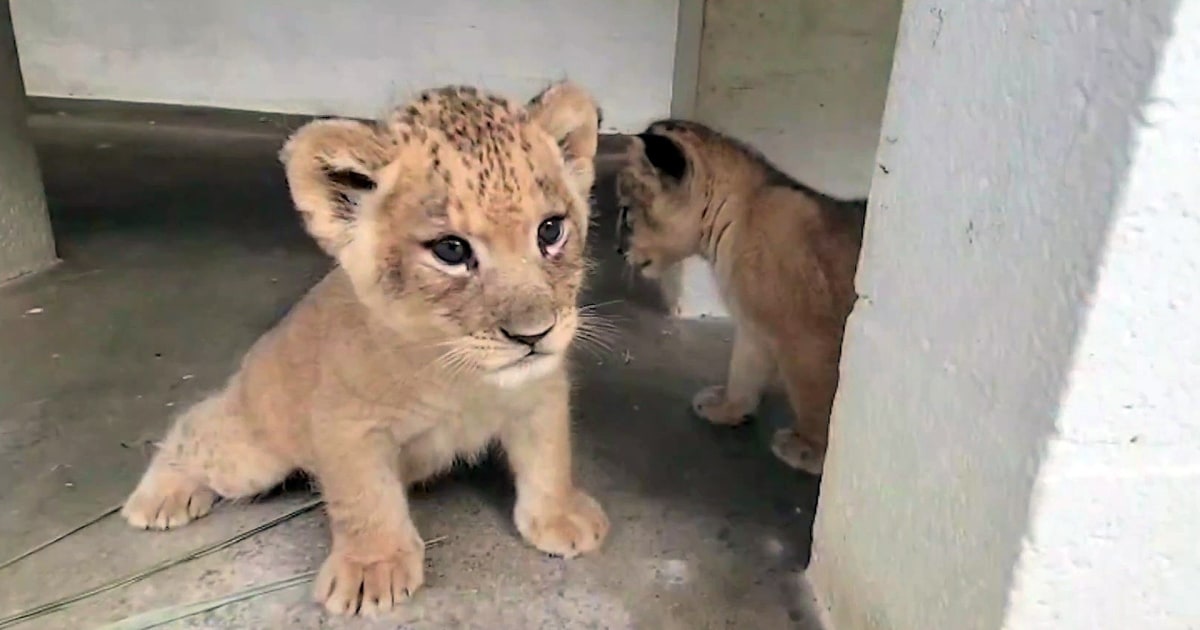 Lion Country Safari Asks Public to Help Name Two Newborn Cubs
