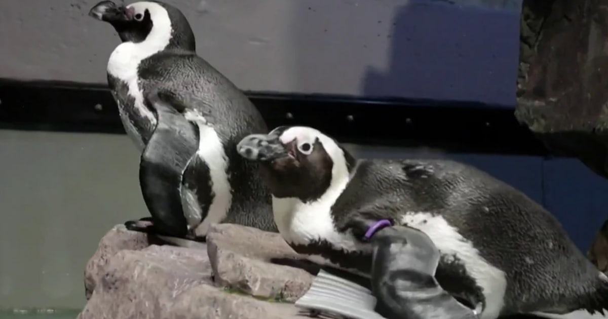 New England Aquarium Makes Space for Older Penguins to Thrive
