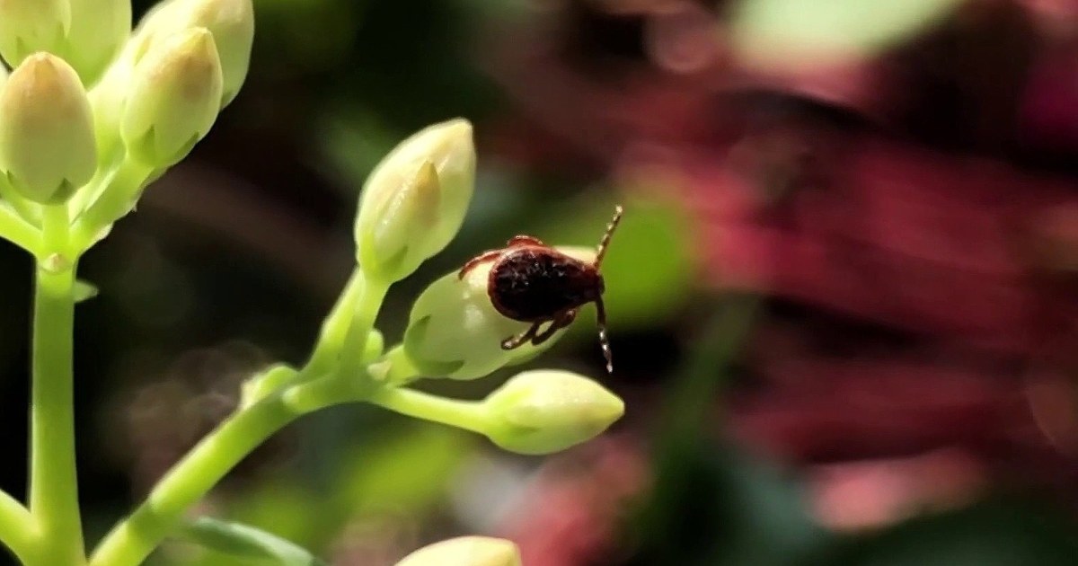 These Insects are Making a Resurgence in Summer 2025
