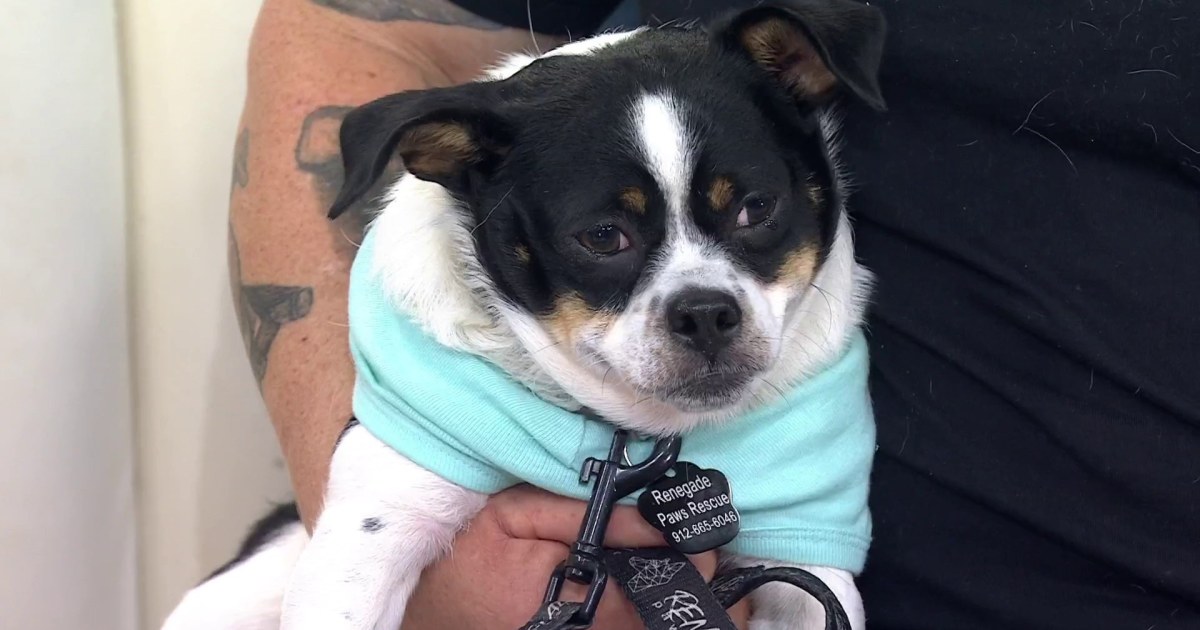Viral Dog Igor and Renegade Paws Rescue Director Join TODAY