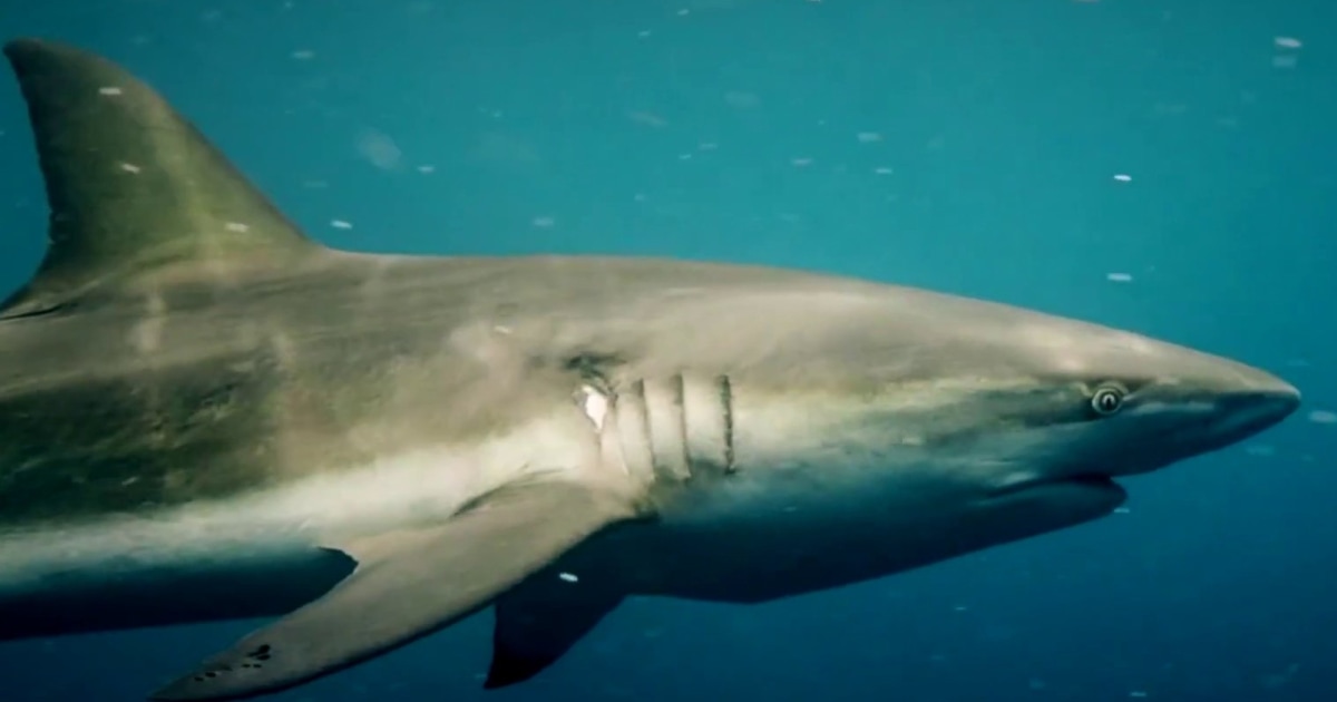 Shark Sightings Spike Prompts New Beach Safety Measures
