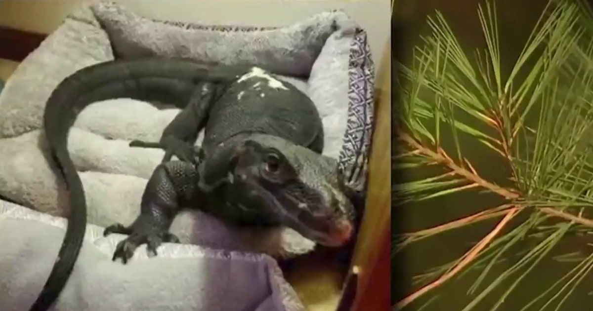 Search Continues for 5-Foot Lizard in Webster, Massachusetts