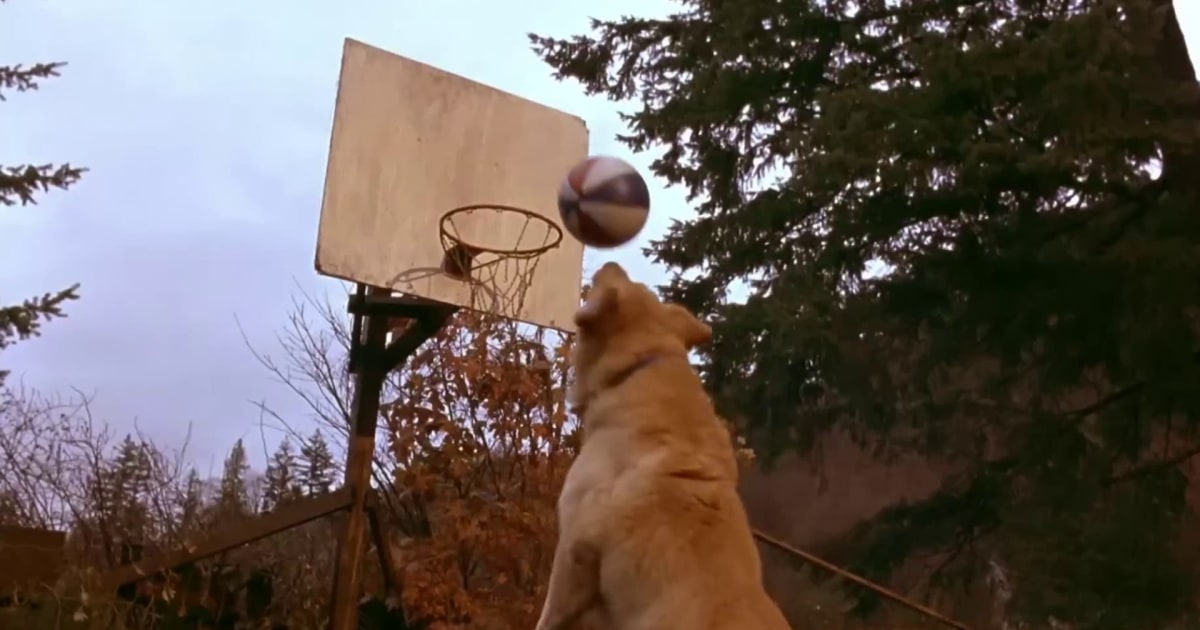 Another ‘Air Bud’ Is in the Works! Here Are the Details