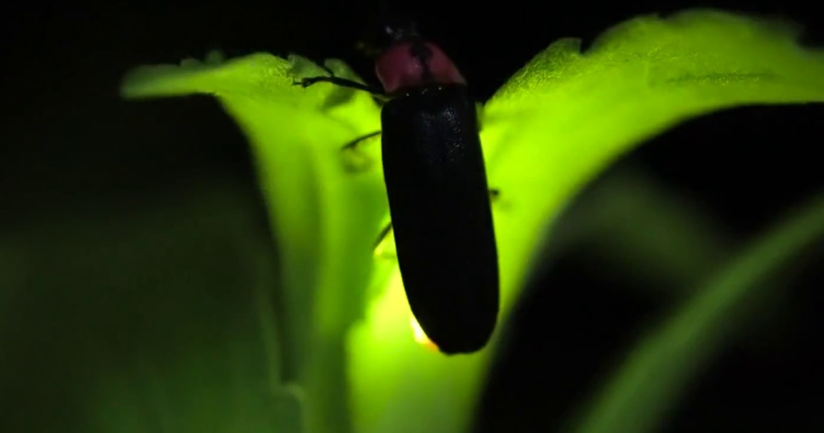 Why Fireflies Are Lighting Up Social Media in Summer 2025