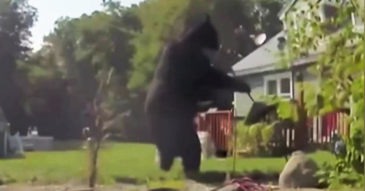 Massachusetts Town on Alert after 400-Pound Bear Sighting