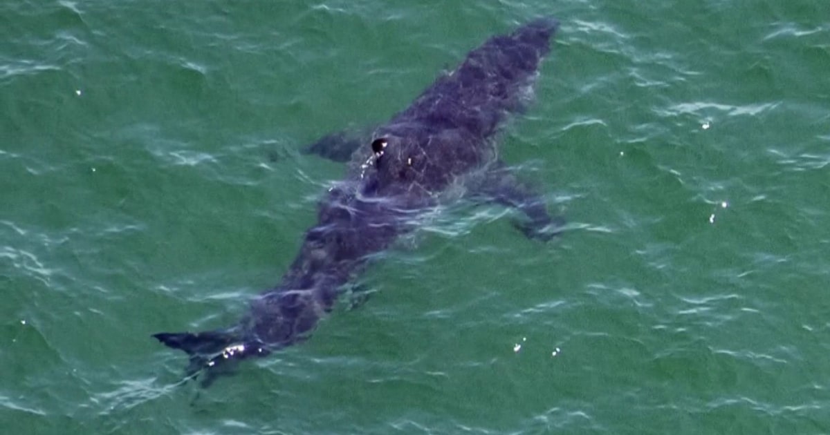 Massachusetts Beach Closes for 2 Days Amid Shark Sightings