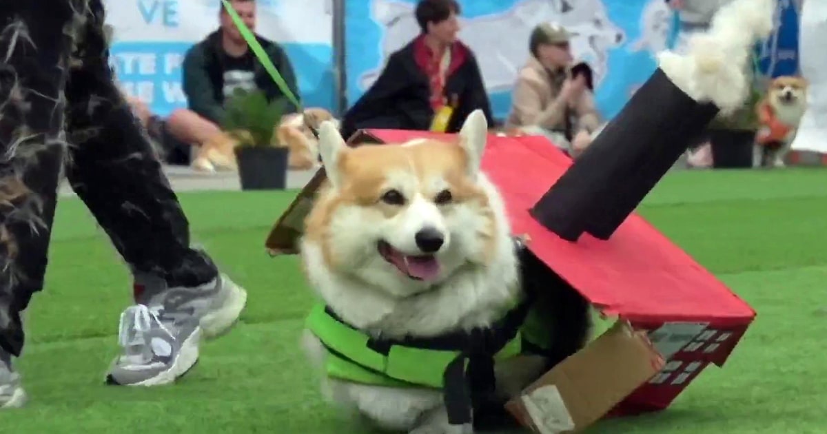 See Corgis Race to the Finish Line at International Event