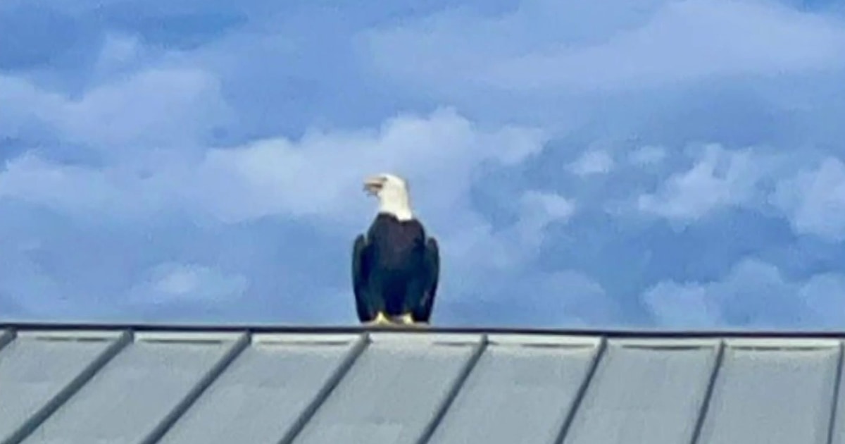 Bald Eagle Lands on Fire House During 9/11 Moment of Silence