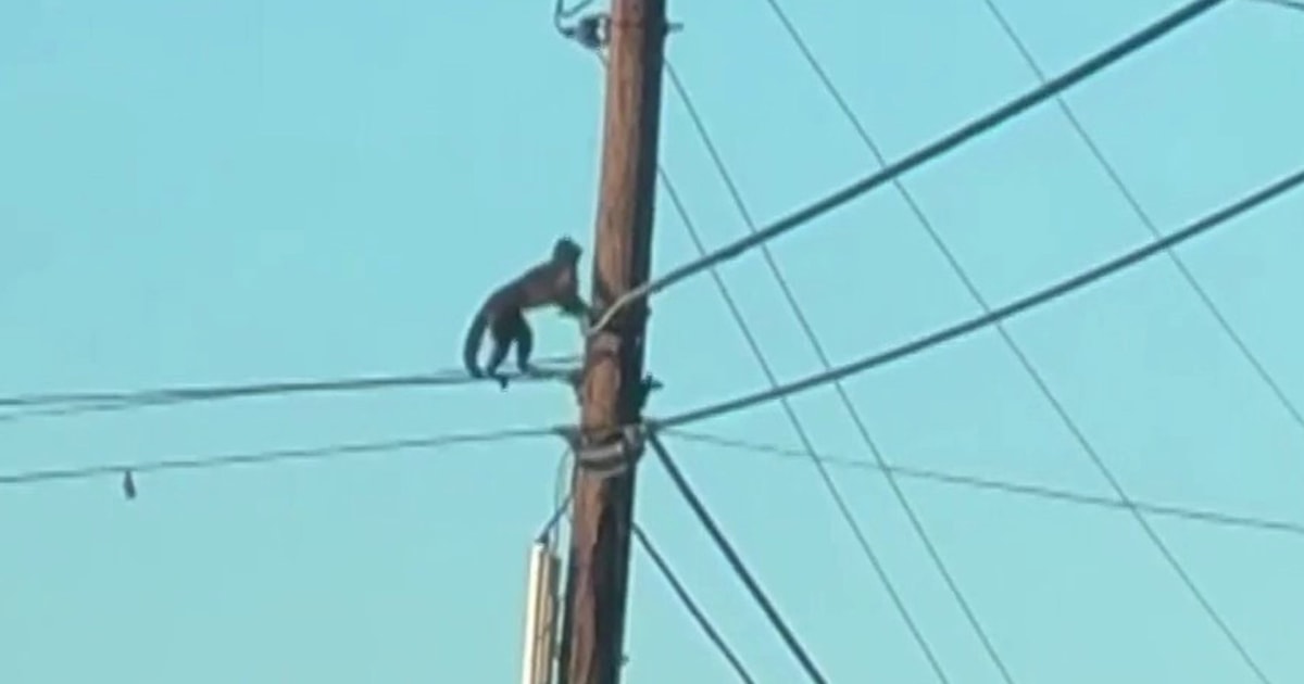 Monkey on the Loose After Escaping From North Carolina Zoo