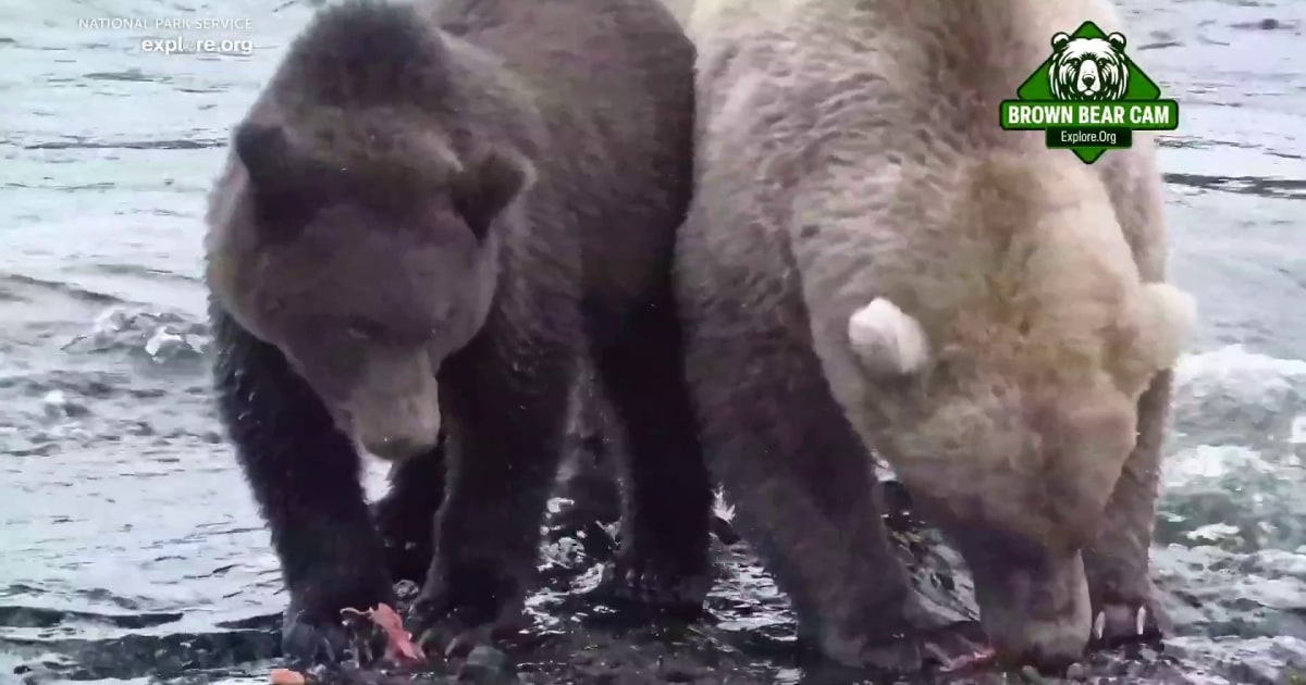 Fat Bear Week Kicks Off: See the 2025 Contenders