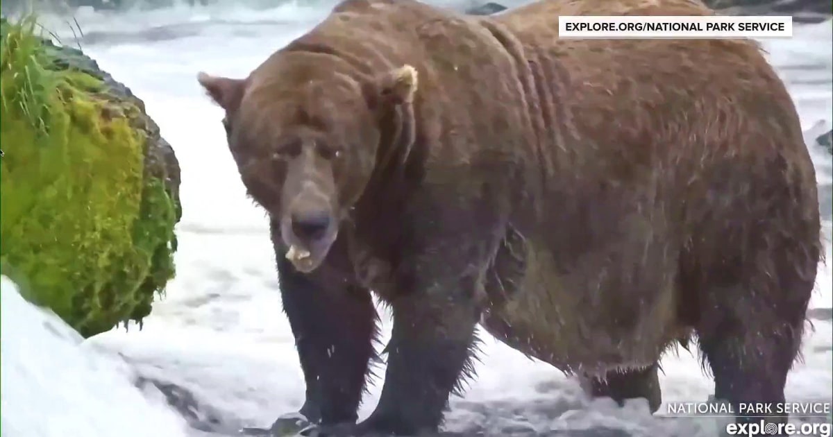 Who Won Fat Bear Week 2025?