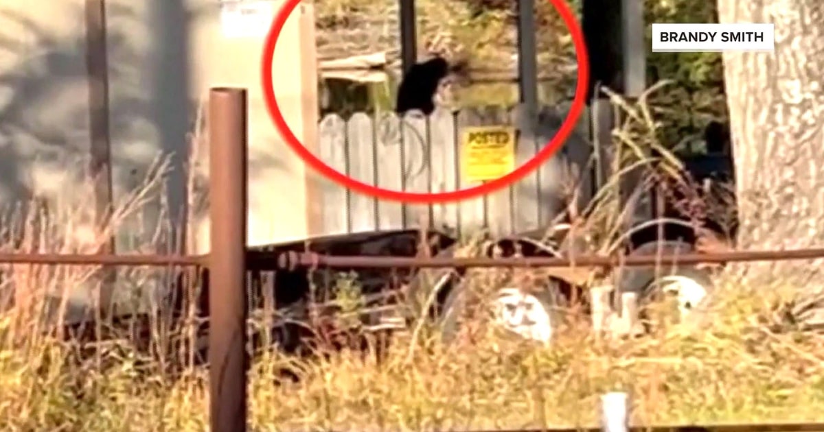 Last Escaped Monkey From Mississippi Truck Crash Captured