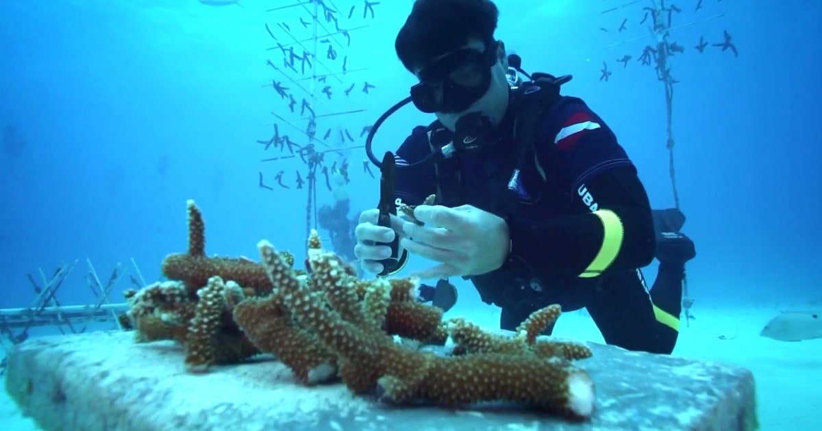 How These Veterans Are Working to Help Marine Conservation