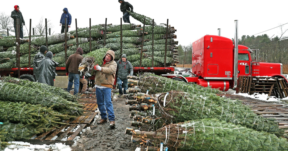 Christmas Tree Debate: Is It Cheaper to Buy a Real or Fake?