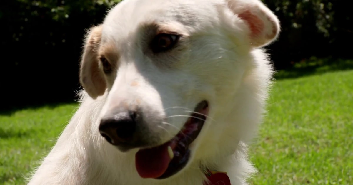 Max and Luna Crowned Most Popular Dog Names for 2025