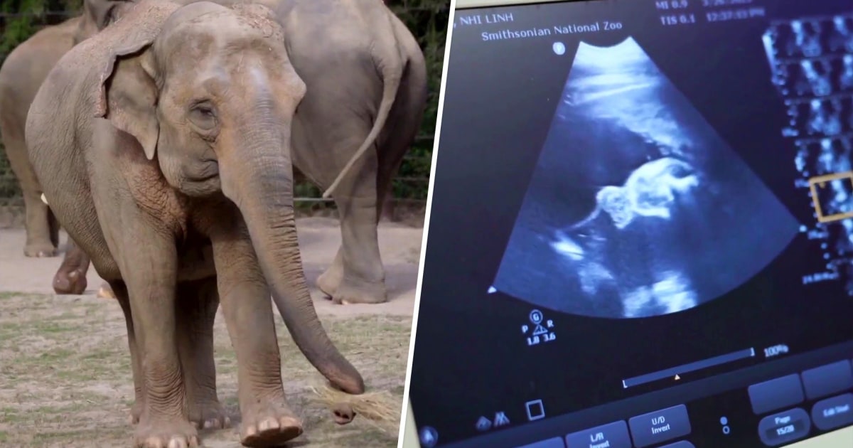 Baby Elephant on the Way at National Zoo: See the Ultrasound!