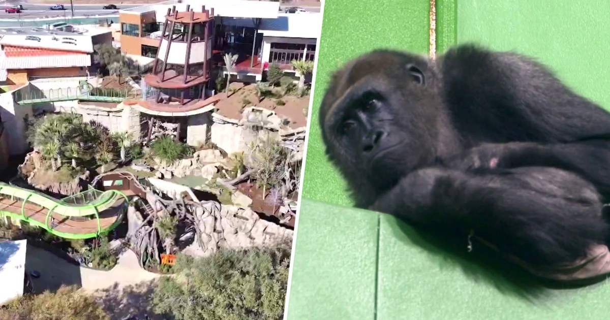 Go Inside the New Gorilla Habitat at the San Antonio Zoo