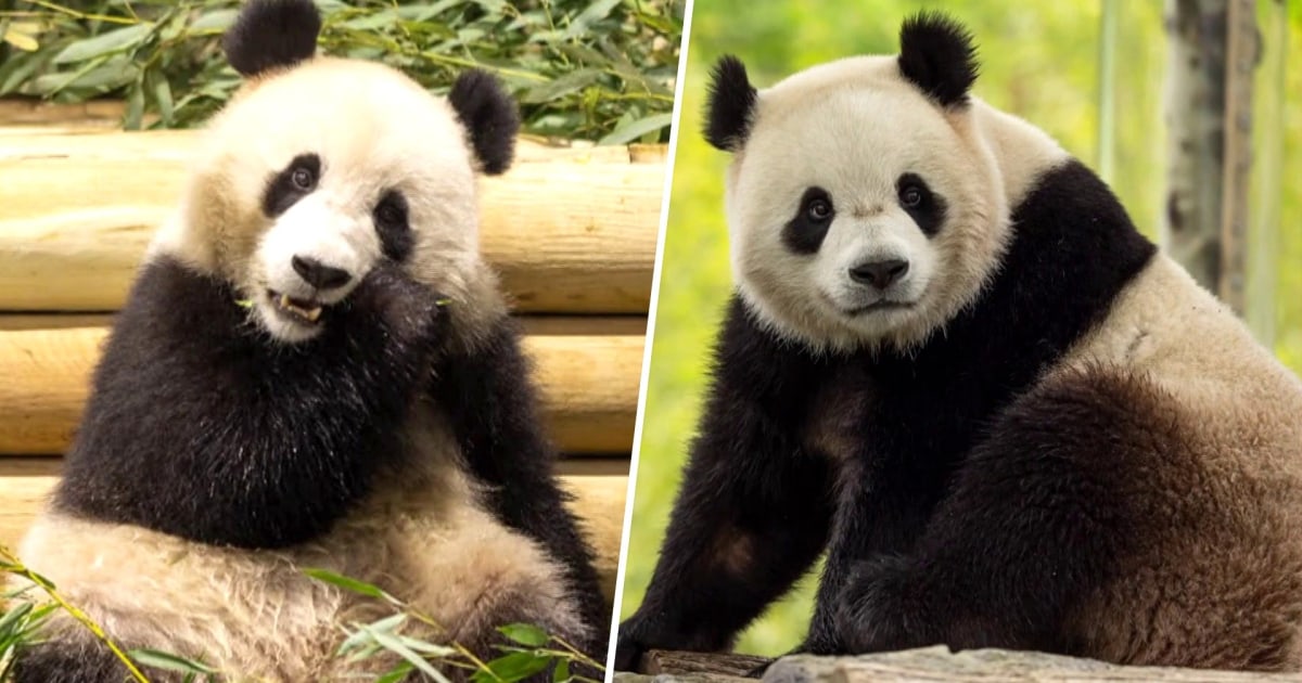 Pandas Mark One Year Since Debut at Smithsonian’s National Zoo