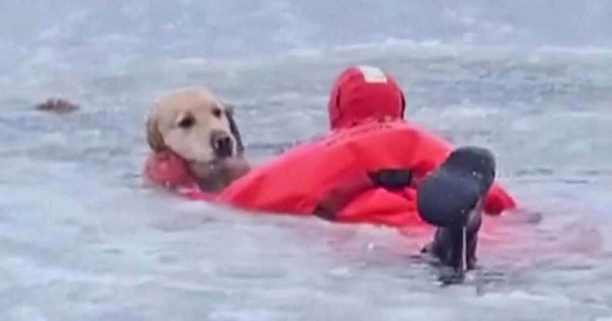 Dog Rescued After Falling Into Icy Rhode Island Pond