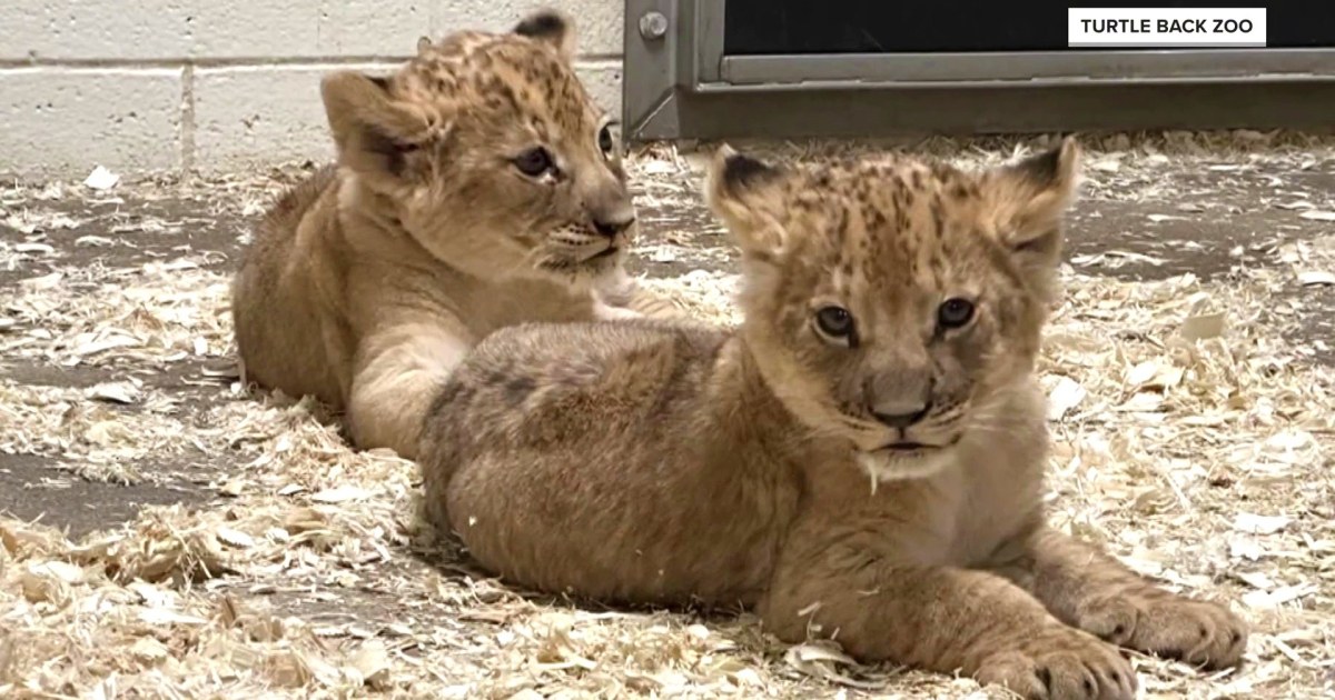 Help TODAY Name the New Lion Cubs at Turtle Back Zoo