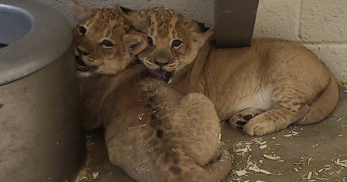 TODAY Reveals the Names for New Lion Cubs at Turtle Back Zoo