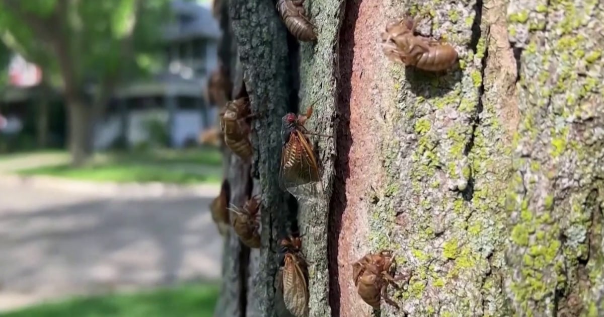 What’s Behind the Early Bug Boom Ahead of Spring and Summer?