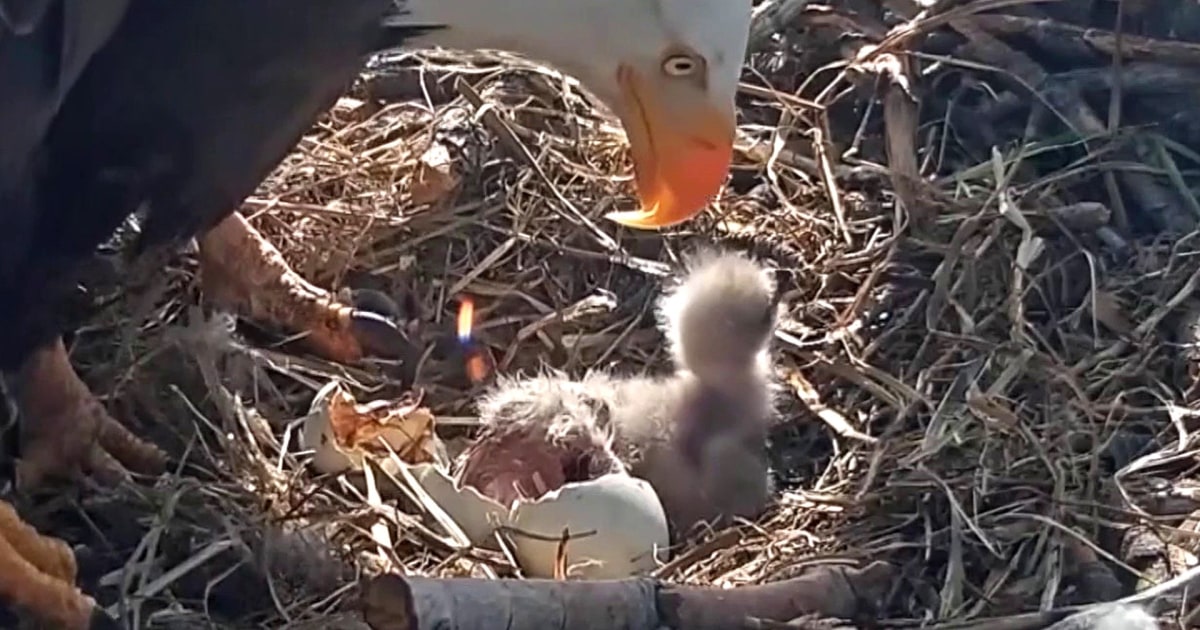 Eagle Couple Jackie and Shadow Welcome 2 New Eaglets