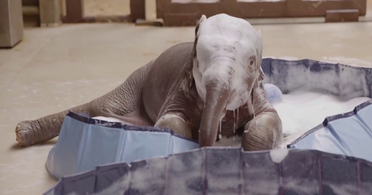 Baby Elephant's Bubble Bath Will Splash a Smile on Your Face