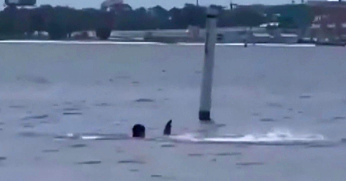 Shark Attack Caught on Camera Near Florida Naval Base