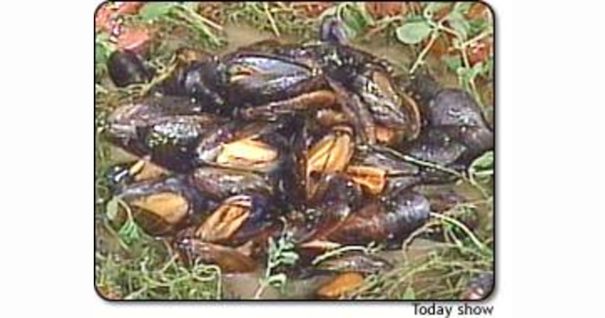 Mouth-watering mussels