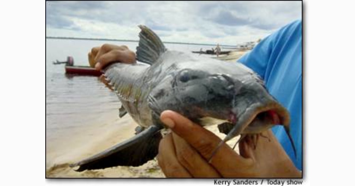 Life on the Amazon river