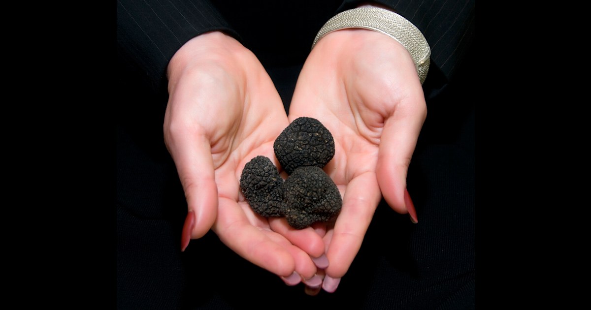 Foodie alert! N.C. farm plants rare truffles