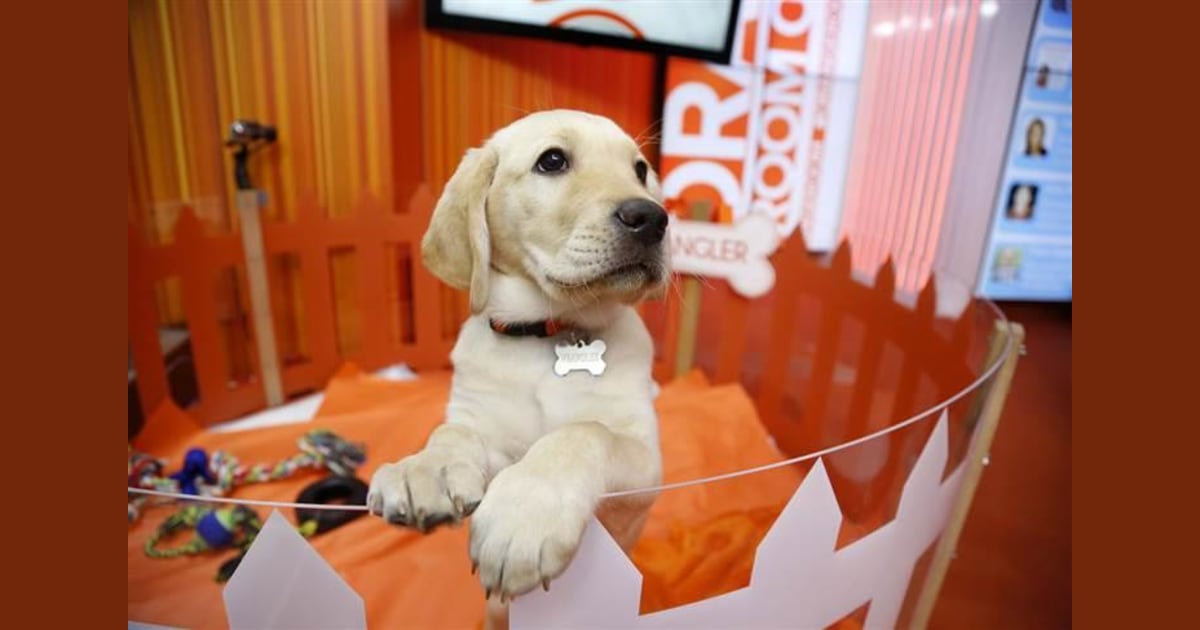 A dog's life: Peek into TODAY puppy Wrangler's (adorable) morning routine