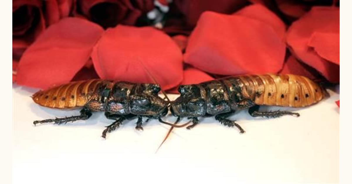 'Roaches are forever': Zoo revives 'Name-a-Roach' campaign in time for ...