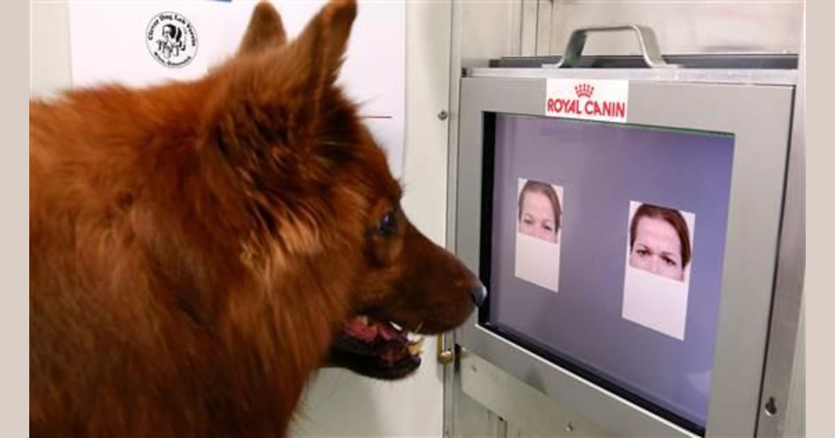 Scents and sensitivity: Dogs know when we're happy or angry