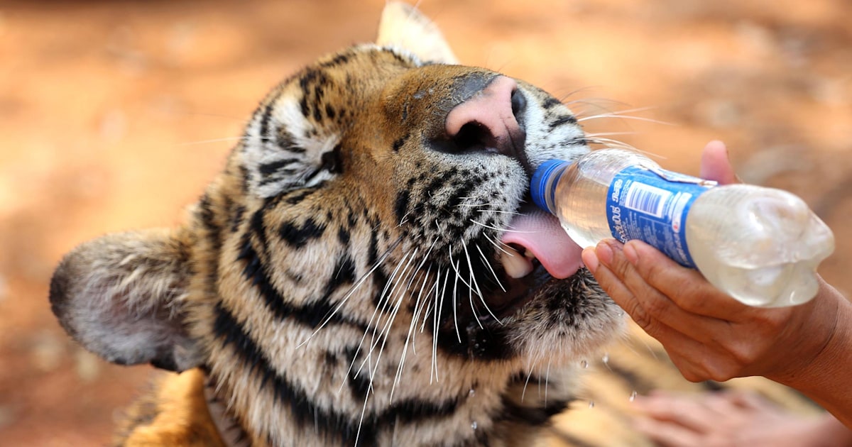 Tigers feeling loved, fashionable pups, and more of this week's best ...