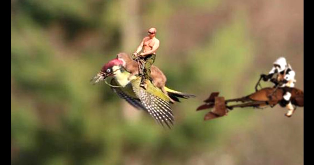 Move over, weasel! See who's riding the woodpecker in this amazing meme