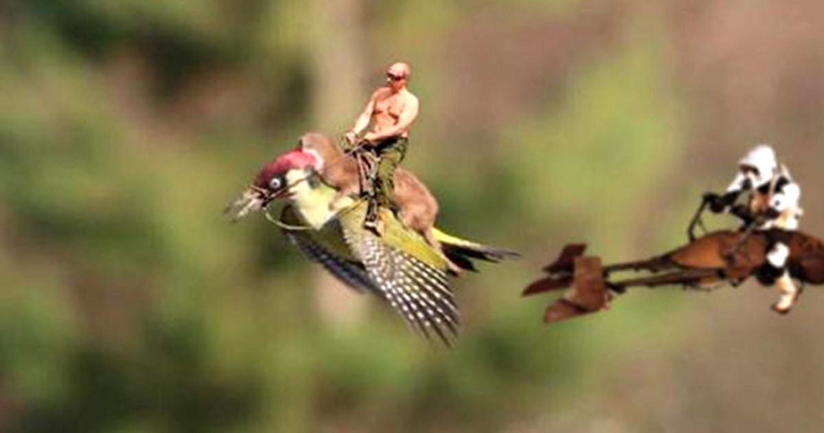 Move over, weasel! See who's riding the woodpecker in this amazing meme