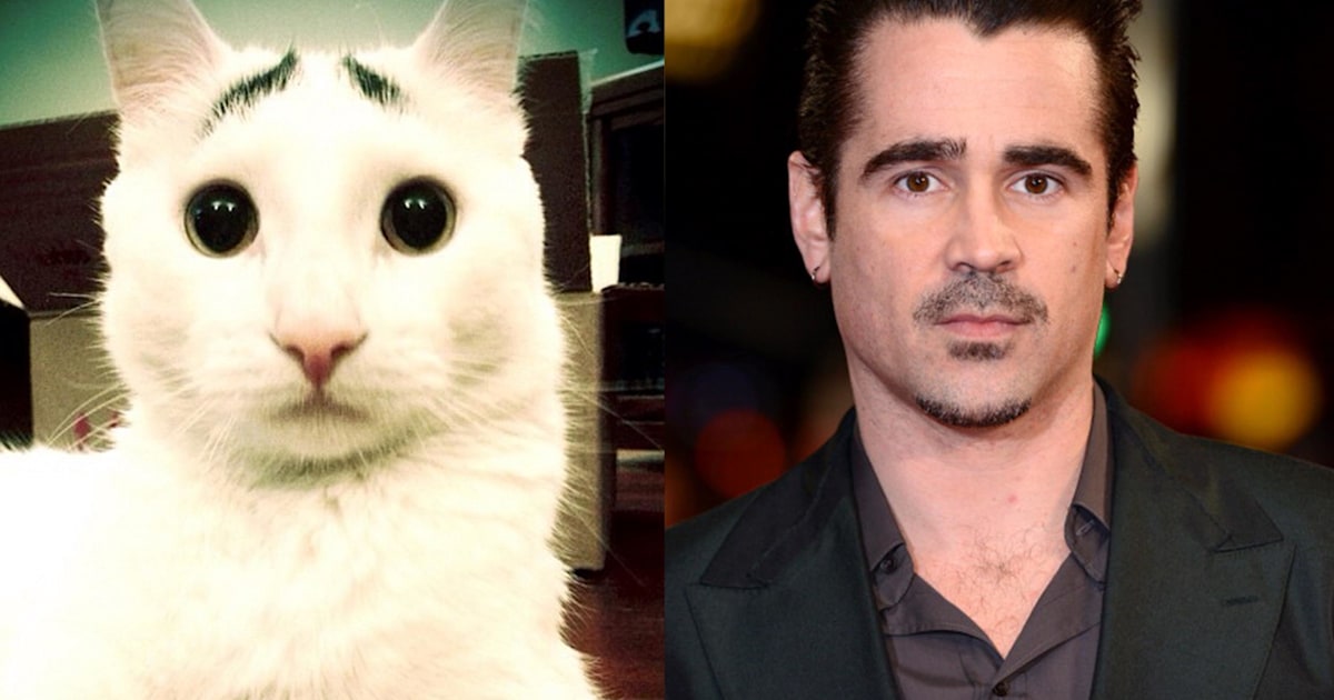 This cat with eyebrows looks like Colin Farrell, Martin Scorsese, more