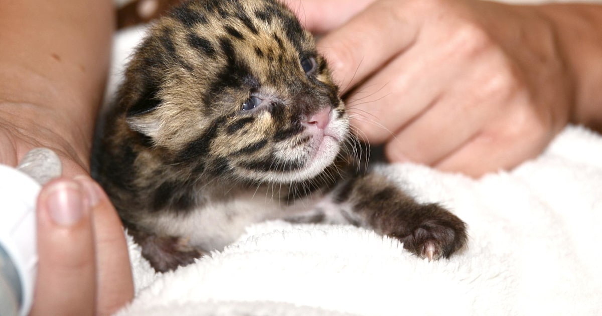 Rare newborn clouded leopard squeaks and wiggles his way through a bath