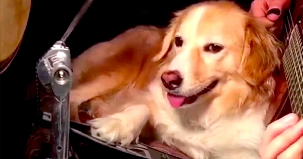 Dog owner and adorable pooch make beautiful music together