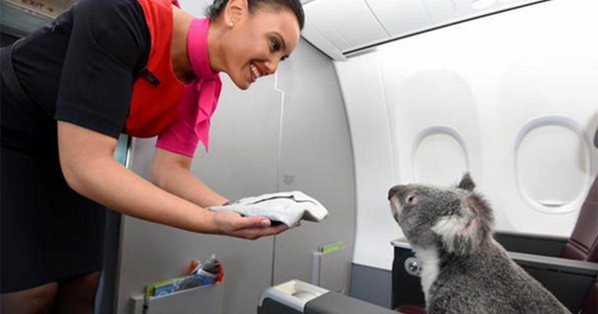 Koalas go first-class as Qantas flies them to Singapore