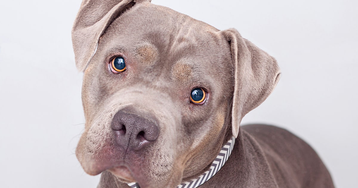 Shelter dog helps boy with autism hug his mom for first time
